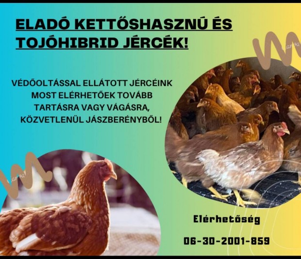 Eladó elado csirke - Magyarország - Jófogás