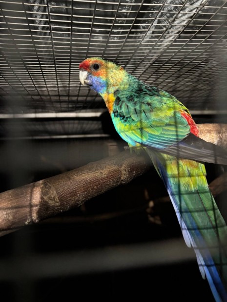 Eladó papagáj - Magyarország - Jófogás