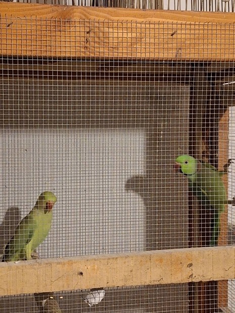 Eladó papagáj - Magyarország - Jófogás