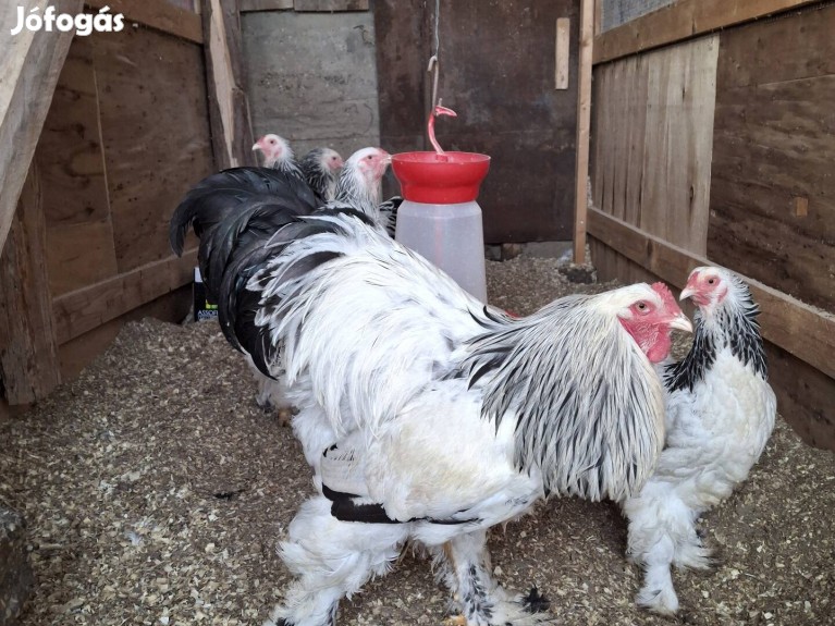 Brahma Columbian - Halászi, Baromfi - Jófogás