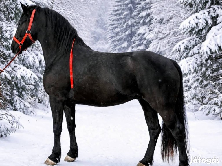 Eladó Fríz félvér kanca - Békéscsaba, Ló - Jófogás