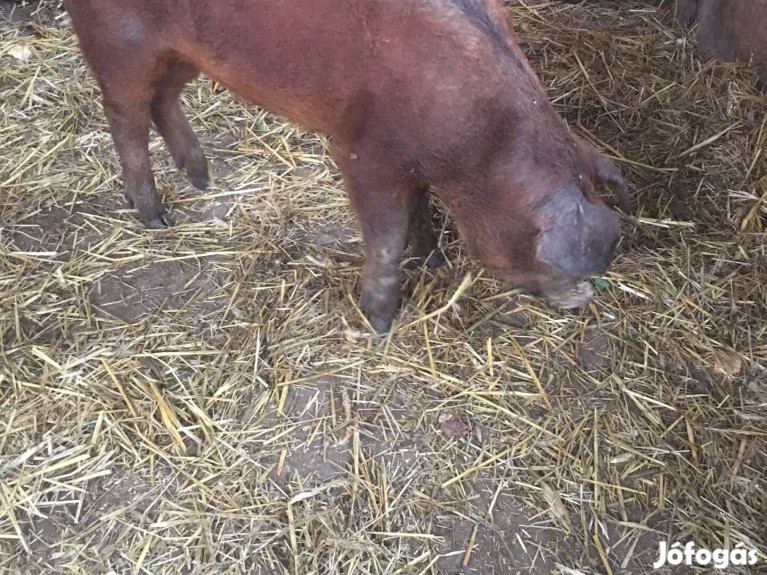 Eladó egy malac - Bőcs, Sertés - Jófogás