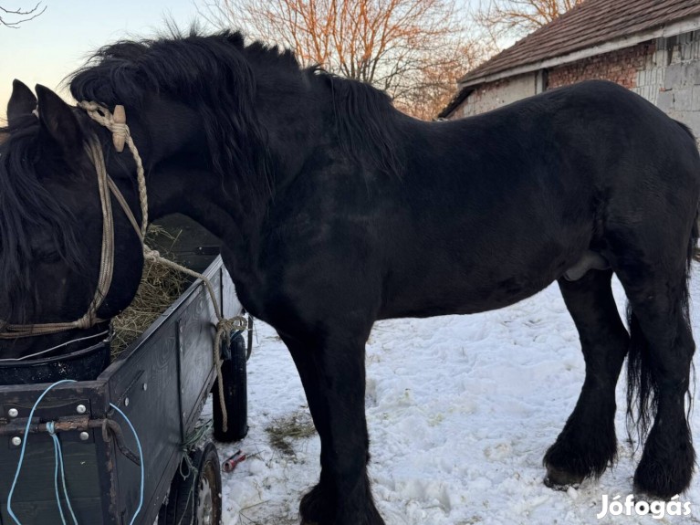 Eladó friz csodor cserelhető - Megyaszó, Ló - Jófogás