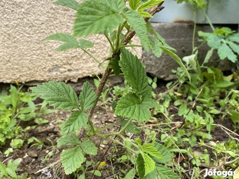 Gurulós, nagyszerű Málnatő, málna, málna vessző eladó - Nyíregyháza, Vetőmag, kültéri növény ...