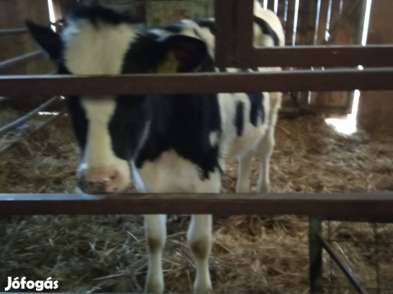 Holstein fríz üszőborjú eladó - Cegléd, Szarvasmarha - Jófogás