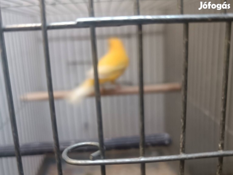 Kanári madarak - X. kerület, Madár - Jófogás
