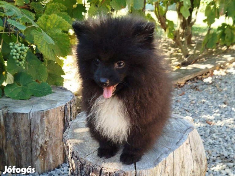 Pomerániai törpe spicc, spitz fajtajellegű kiskutya - Pécs, Kutya - Jófogás