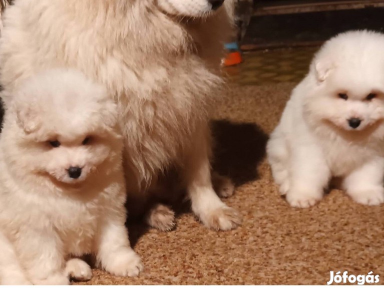 Samoyed Spitz Szamojéd Spicc kisfiú - Kalocsa, Kutya - Jófogás