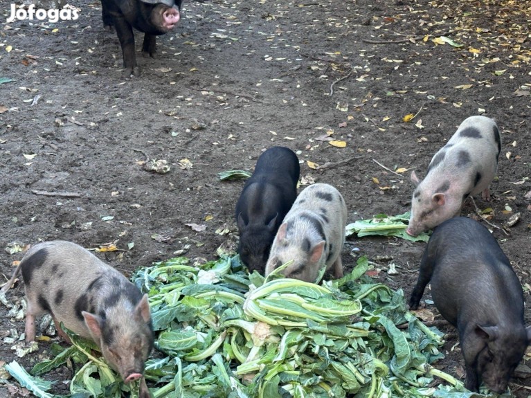 Vietnámi süldők, malac eladó - Pálmonostora, Sertés - Jófogás