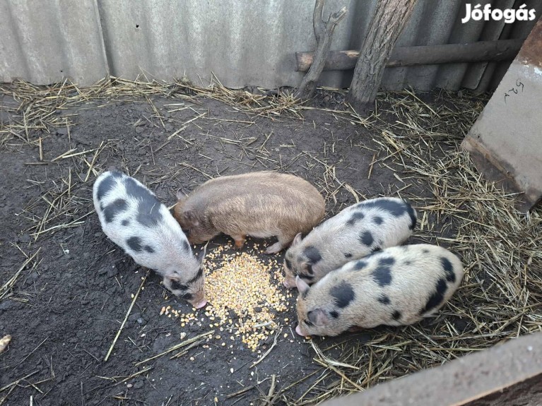 malac minoszotai - Nyíregyháza, Sertés - Jófogás