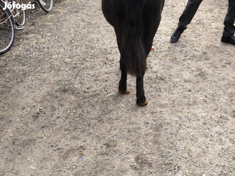 póni csikó nyugodt szelíd - Tárkány, Ló - Jófogás
