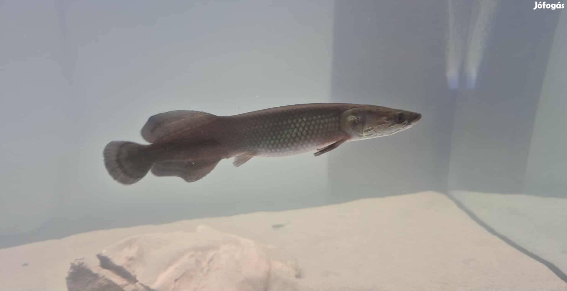 Arapaima gigas - Komló, Halaknak - Jófogás