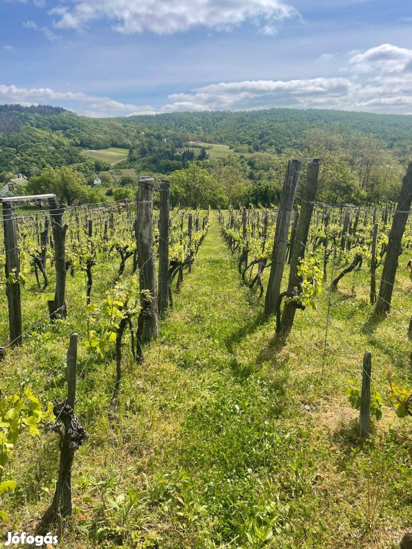Balatoni Nyaraló - Rezi, Nyaralók, üdülők - Jófogás Ingatlan