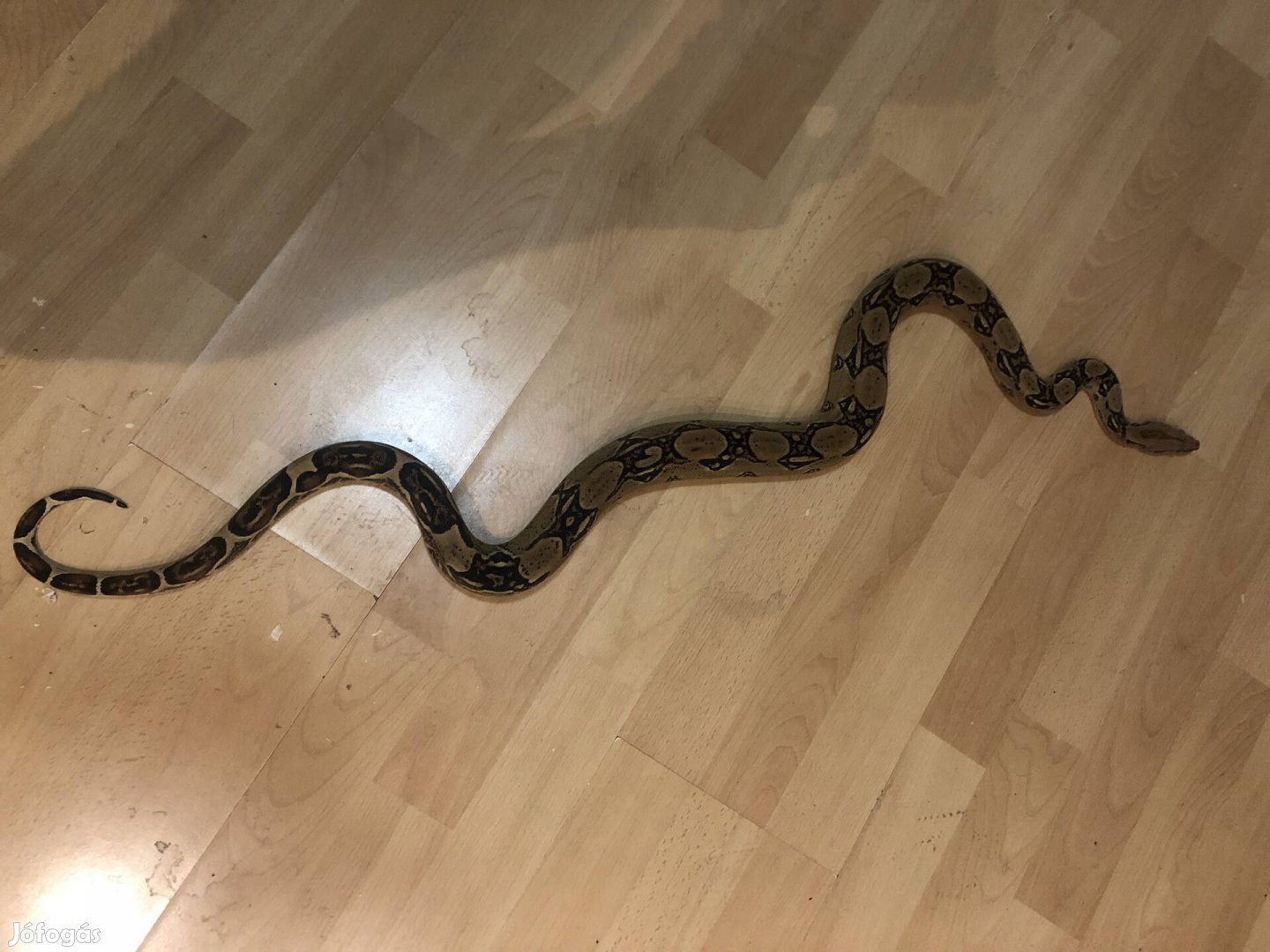 Boa constrictor - Tatabánya, Hüllő és kétéltű - Jófogás