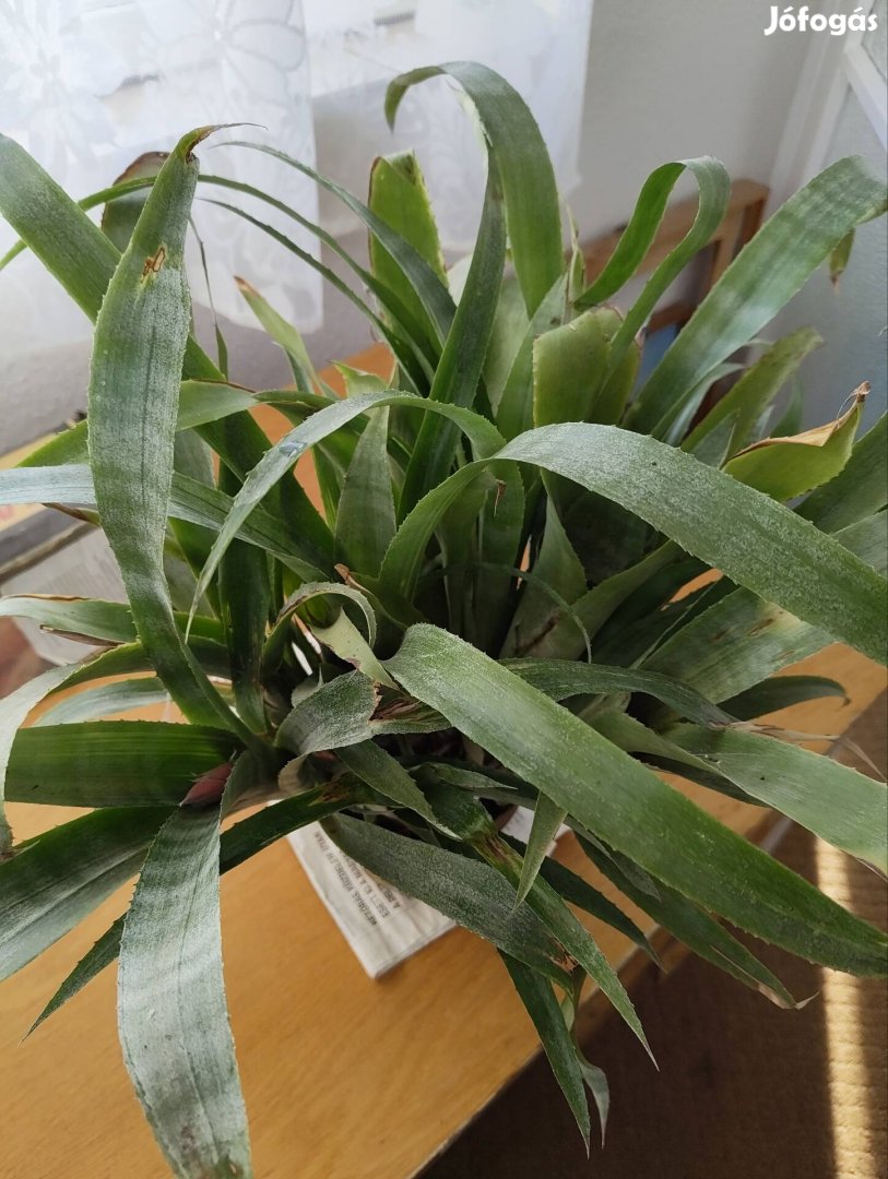 Broméliák eladók - Érd, Szobanövény - Jófogás