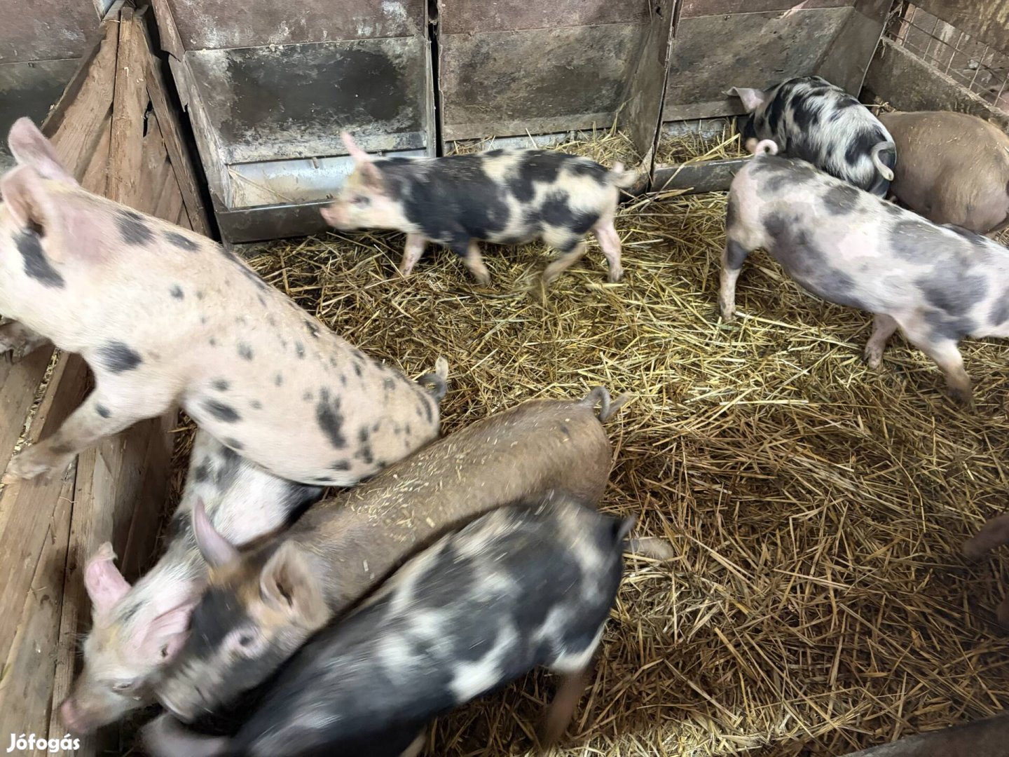 Eladó sertés - Poroszló, Sertés - Jófogás
