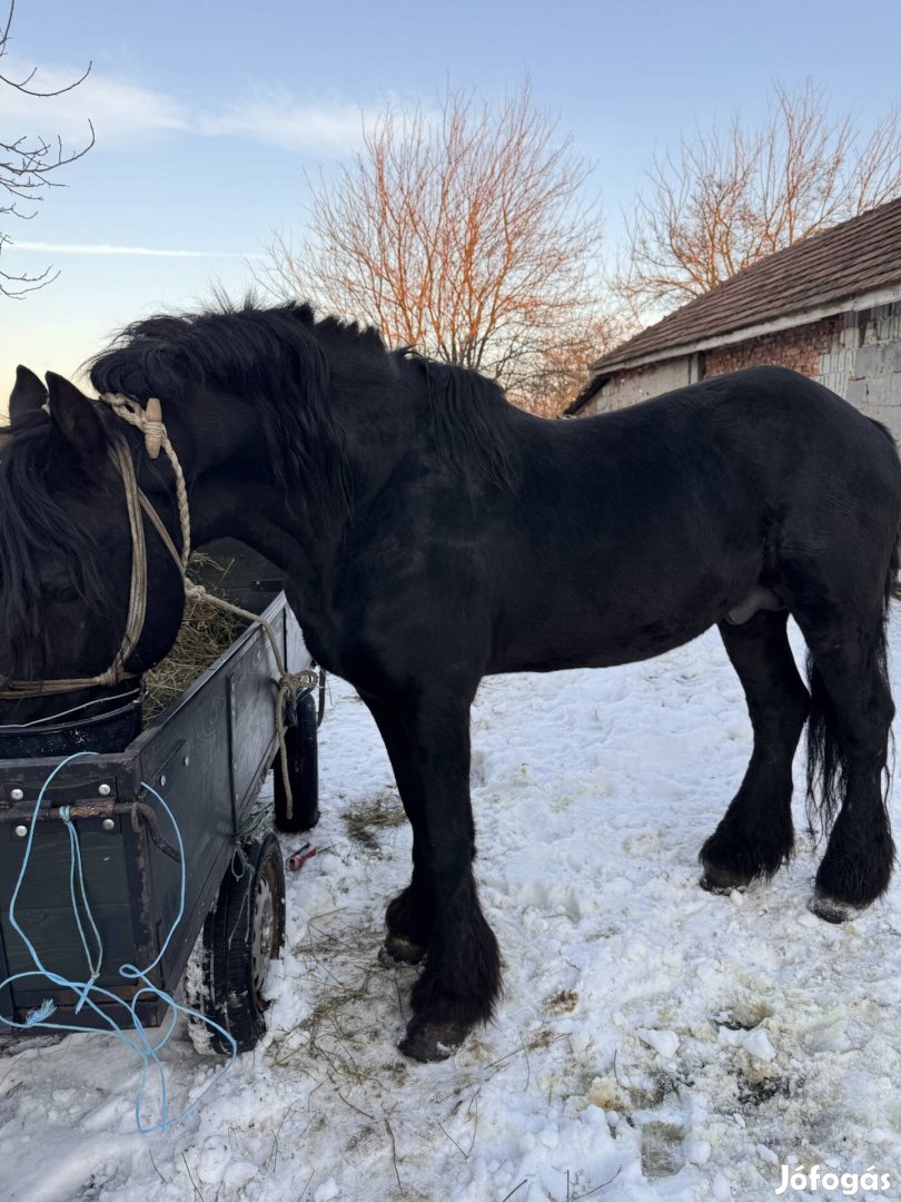 Eladó friz csodor cserelhető - Megyaszó, Ló - Jófogás