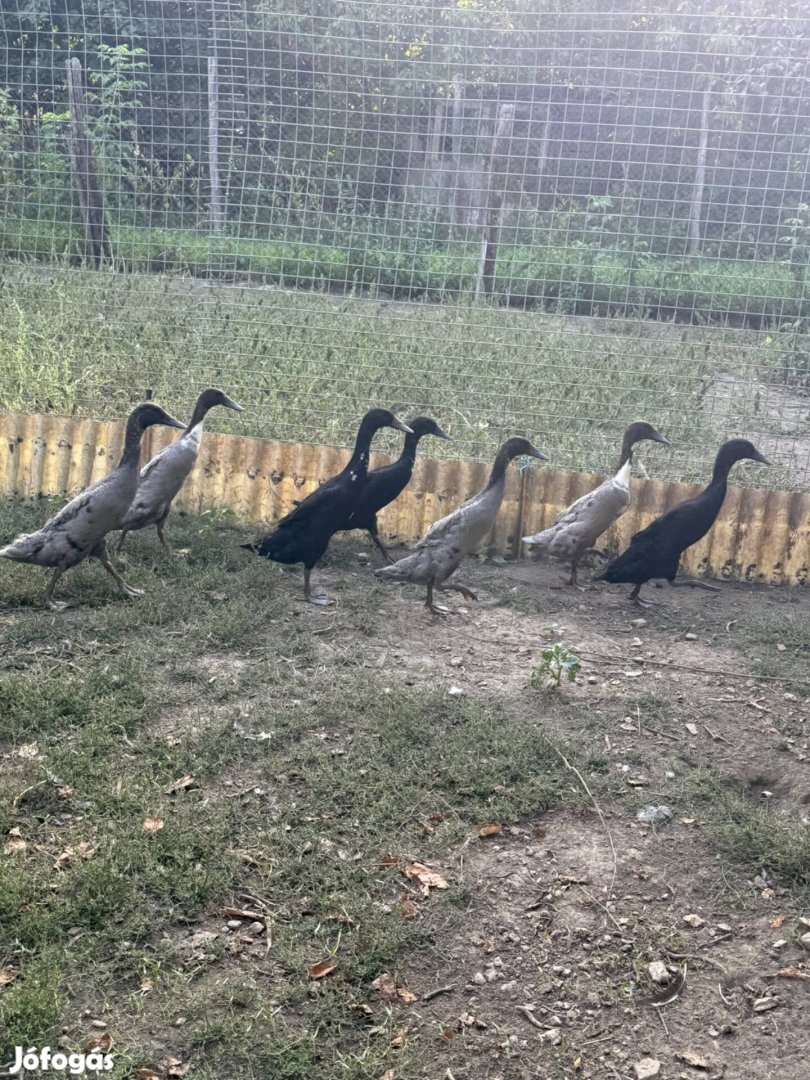 Eladó futó kacsa - Szabadhídvég, Egyéb - Jófogás