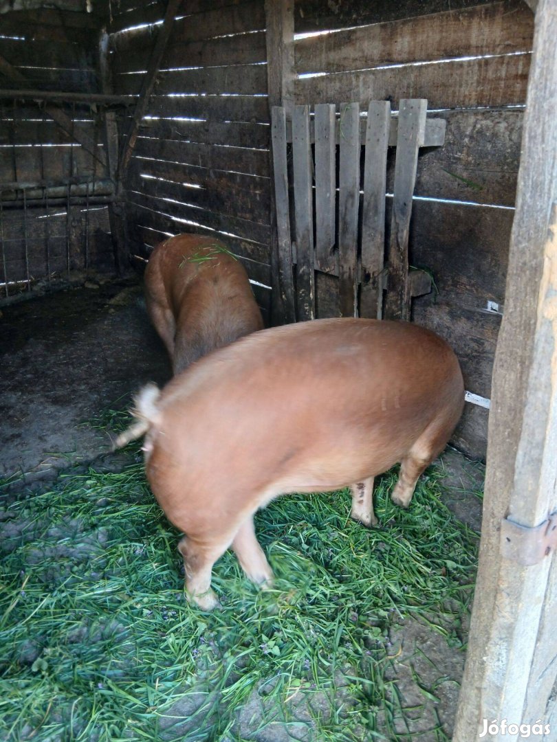 Eladó sertés - Csaholc, Sertés - Jófogás