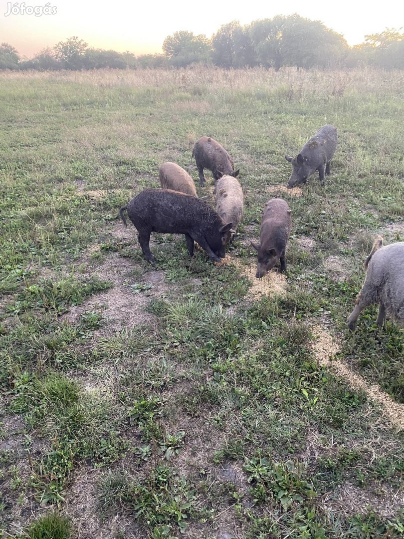 Eladó sertés - Tura, Sertés - Jófogás