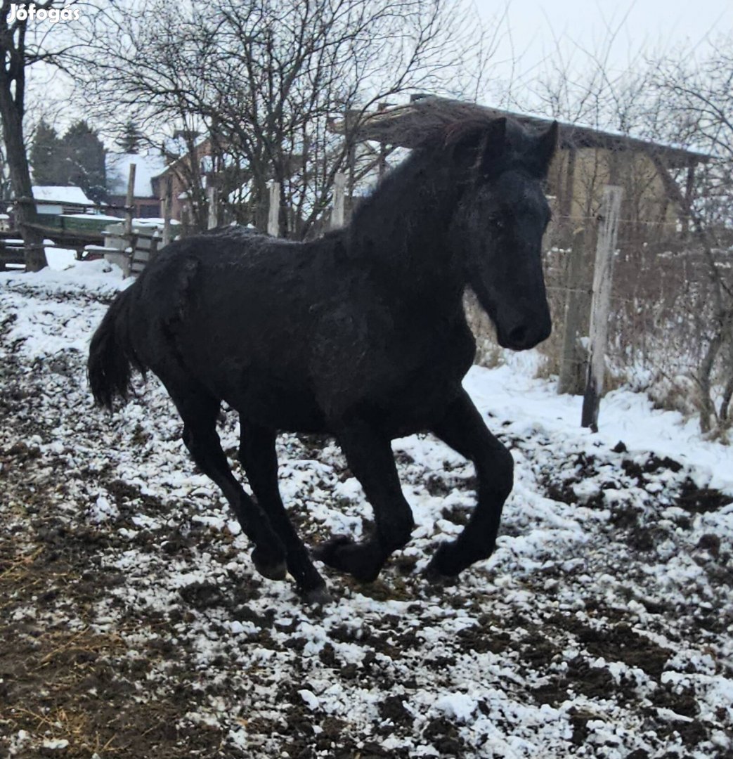 Fríz félvér csikó! - Sárbogárd, Ló - Jófogás