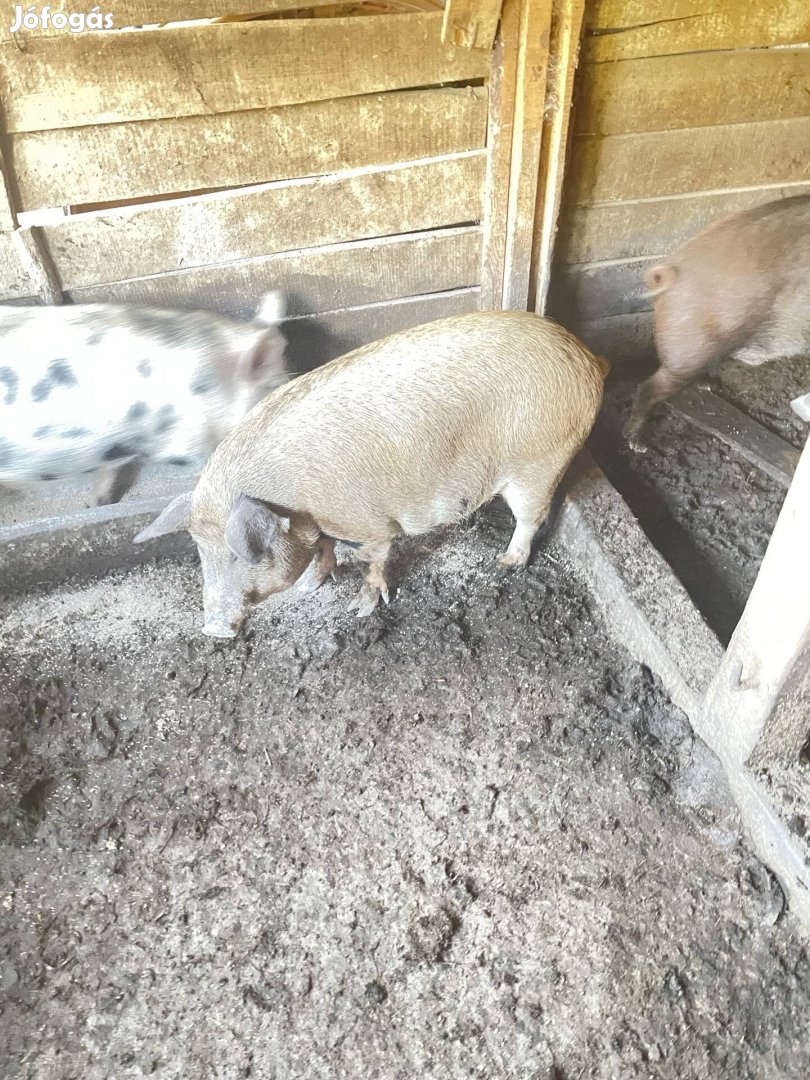 Mangalica malac - Pári, Sertés - Jófogás