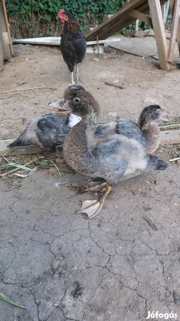 Néma kacsa pézsma kacsa - Miskolc, Baromfi - Jófogás