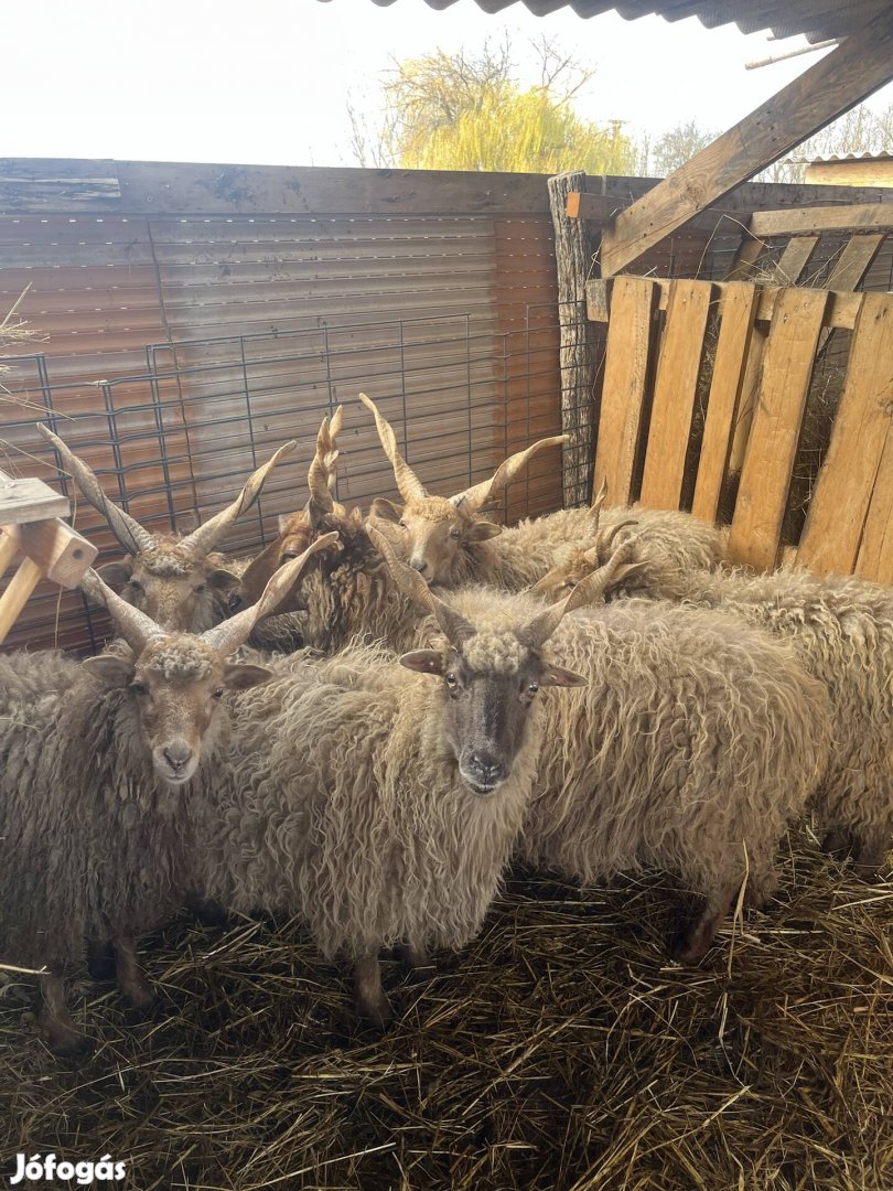 Racka birkák - Cece, Juh - Jófogás