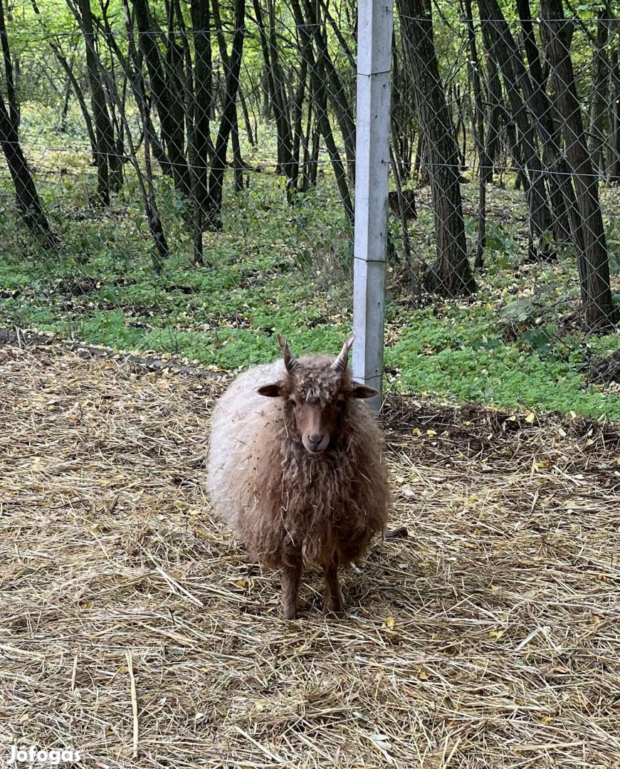 Racka juh eladó - Paks, Juh - Jófogás