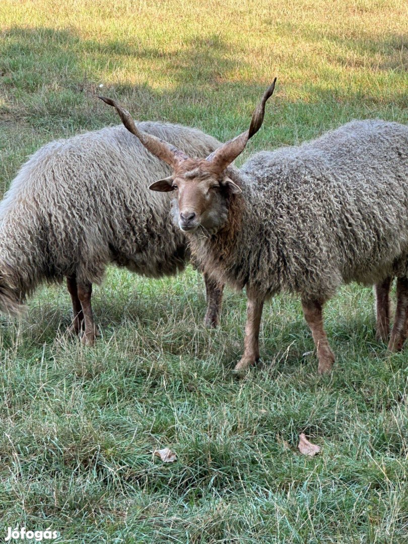 Racka kos eladó - Kálmánháza, Juh - Jófogás