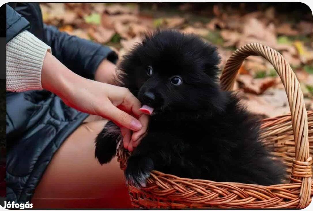 Spicc, törzskönyves német spitz kiskutyák - Szeged, Kutya - Jófogás