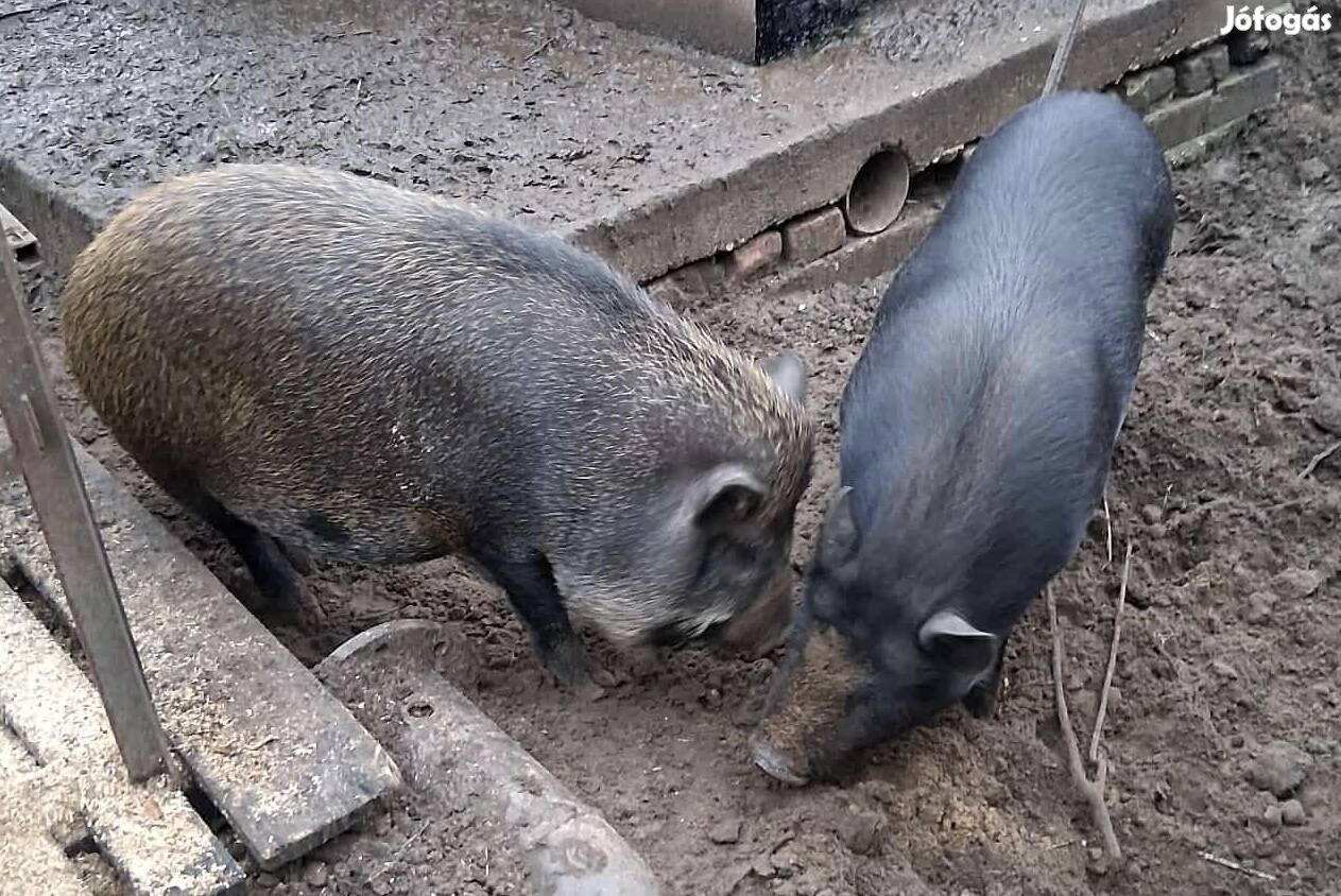 Szilveszteri malac előrendelhető - Debrecen, Sertés - Jófogás