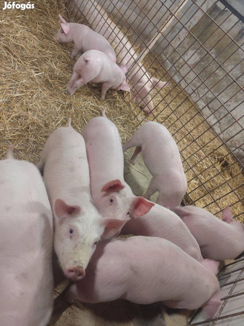 Választási malac - Bezenye, Sertés - Jófogás
