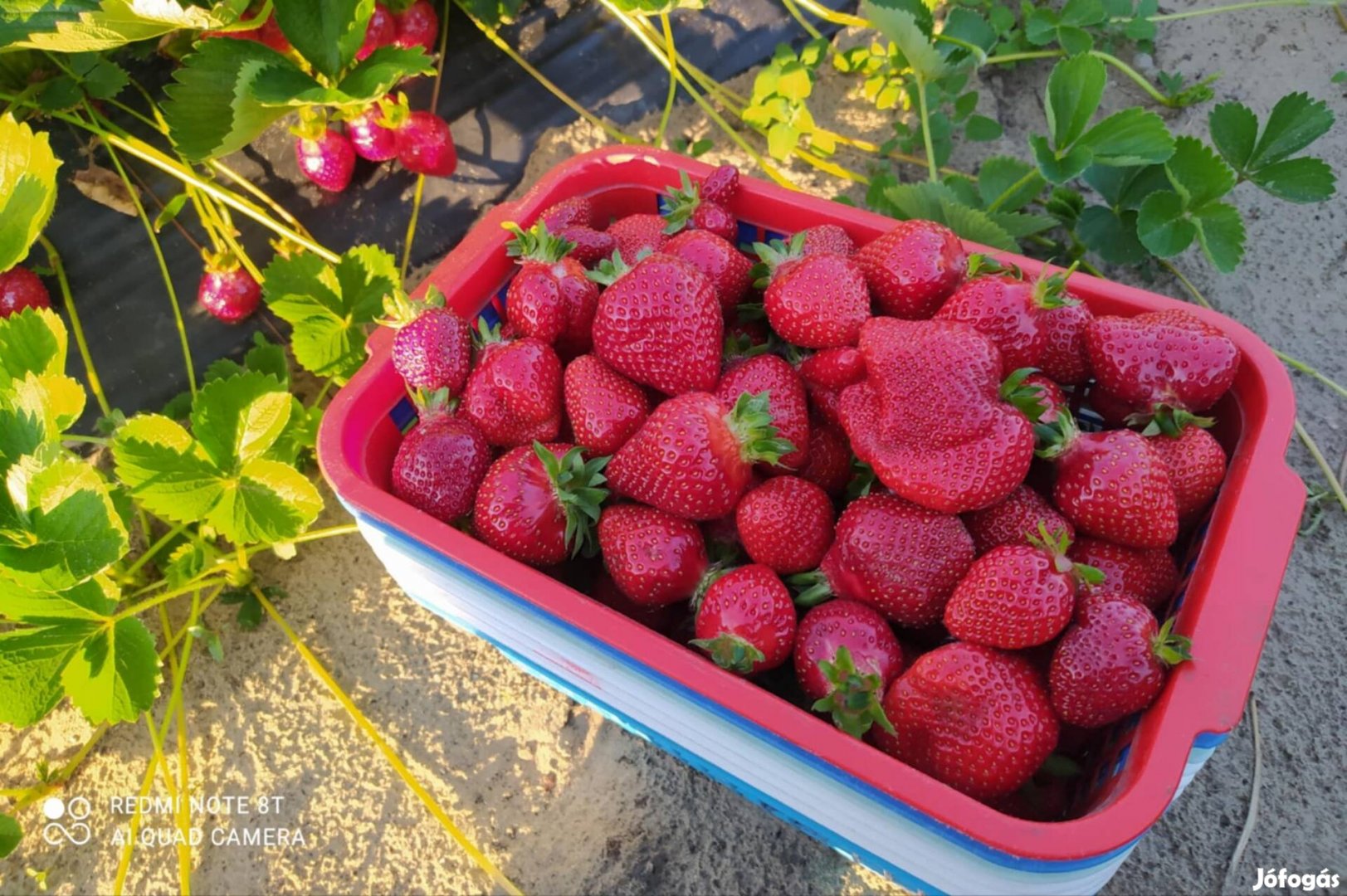 frigo eper palánta - Cegléd, Vetőmag, kültéri növény - Jófogás