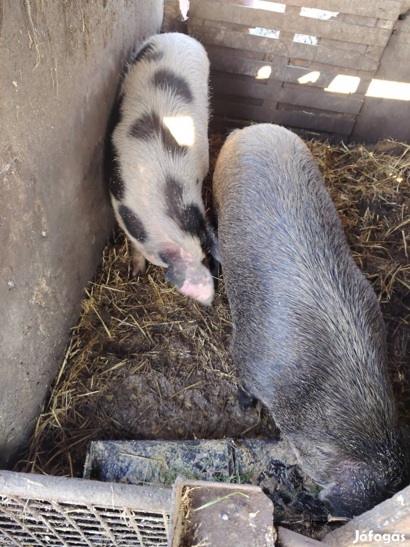 hizók 150kilosak - Boldog, Sertés - Jófogás