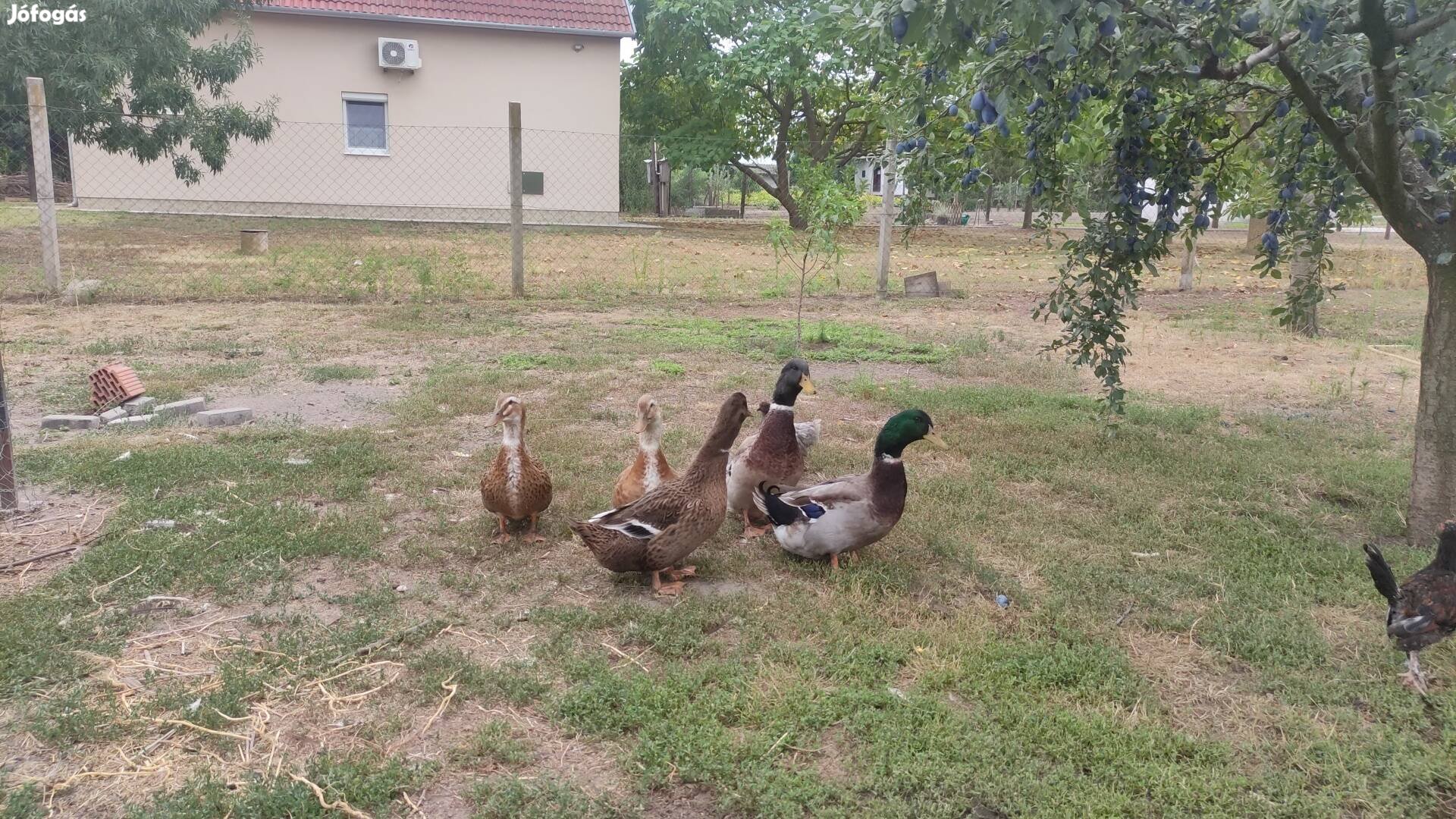 magyar kacsa eladó - Nagykőrös, Madár - Jófogás