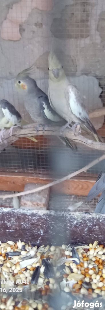 papagaj nimfak - Táborfalva, Madár - Jófogás