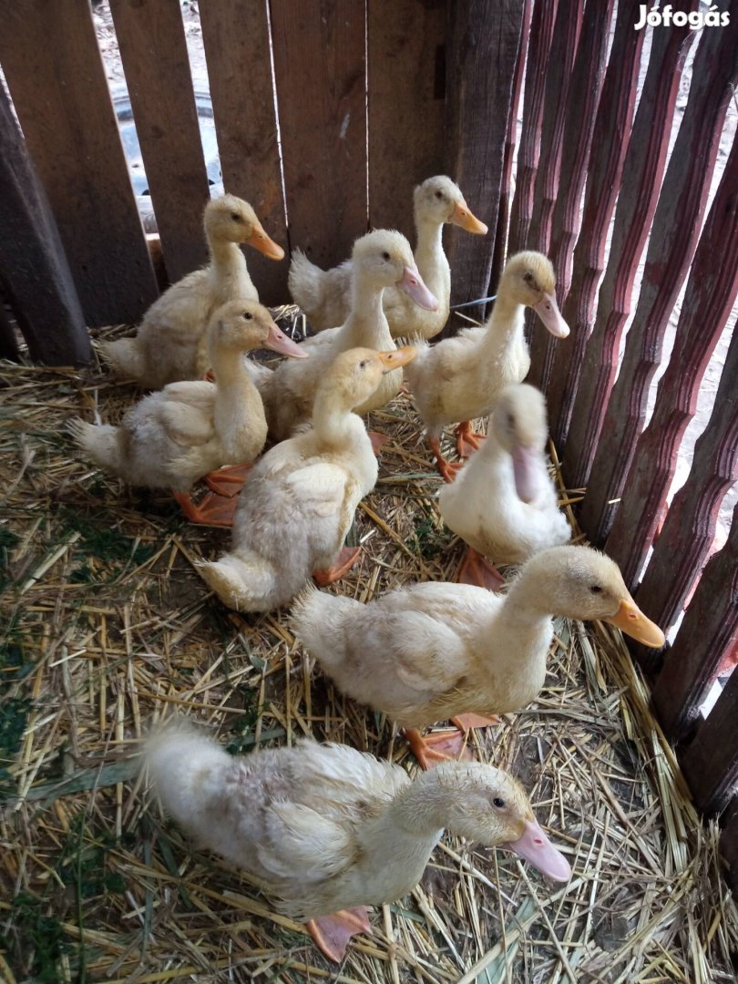 Pecsenye kacsa - Piricse, Baromfi - Jófogás