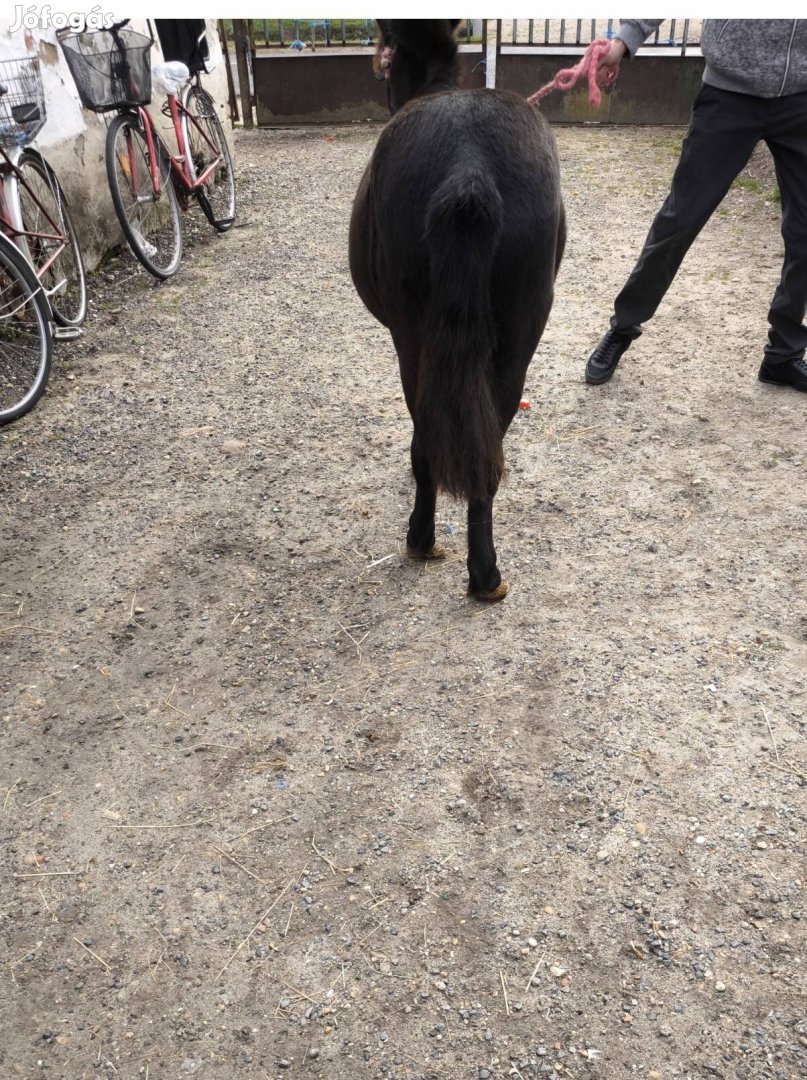 póni csikó nyugodt szelíd - Tárkány, Ló - Jófogás