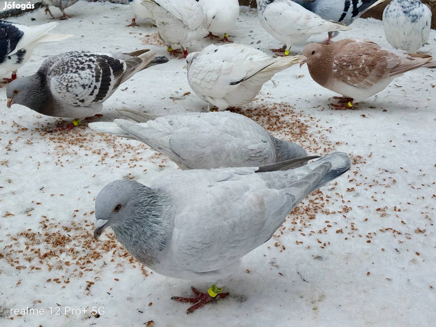 posta galamb - Cegléd, Madár - Jófogás
