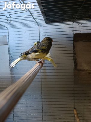 Kanári madarak - X. kerület, Madár - Jófogás