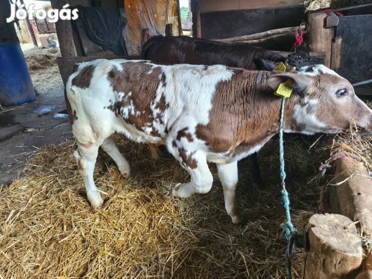 Eladó 2db Bika borjú - Cegléd, Szarvasmarha - Jófogás