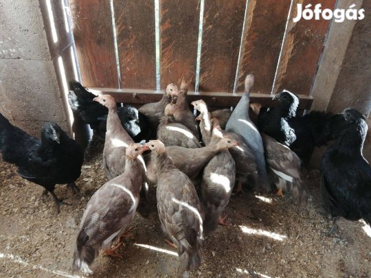 Gyöngytyúk gyöngyi 2025. 09.22-én kelt vegyes ivar - Pécs, Baromfi ...