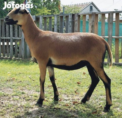 Eladó 2 darab kameruni juh - Écs, Juh - Jófogás