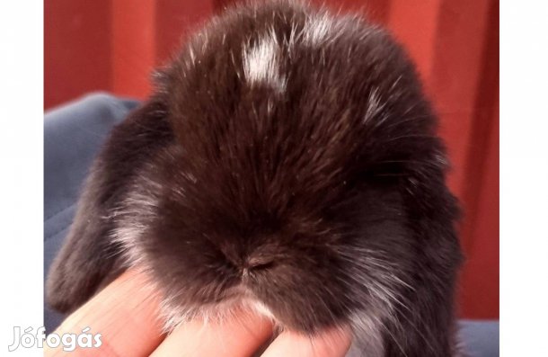 Mini kosorrú törpenyúl, nyúl - Tiszaalpár, Kisállat - Jófogás