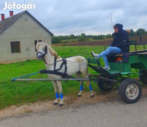 Elado Herélt poni - Cece, Ló - Jófogás