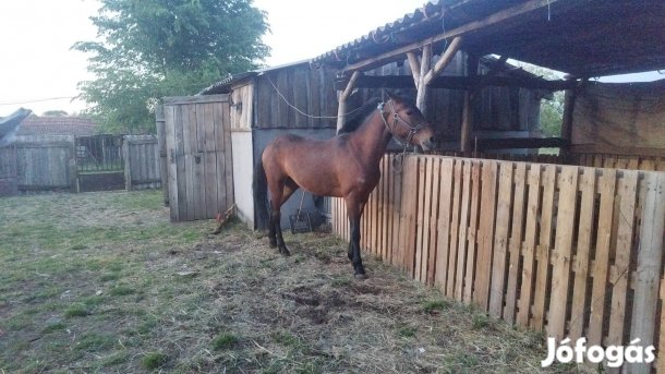 Eladó nagy ló, szekér. - Levelek, Ló - Jófogás