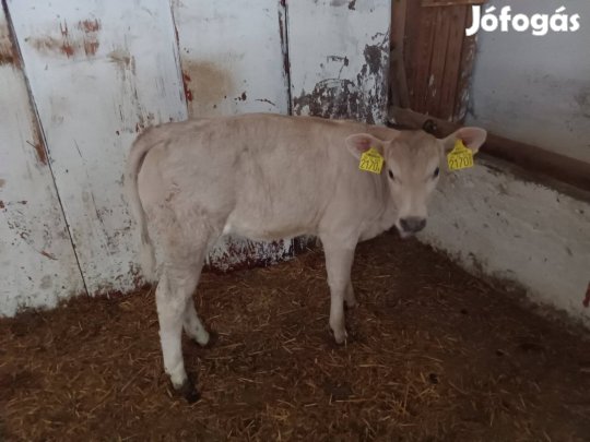 Eladó 2db Bika borjú - Cegléd, Szarvasmarha - Jófogás
