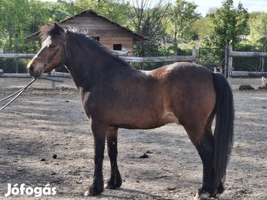 gyerek hobbi póni ló - Dunaföldvár, Ló - Jófogás