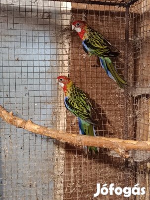 fiatal pyrrhura papagájok eladók - Hernádnémeti, Madár - Jófogás